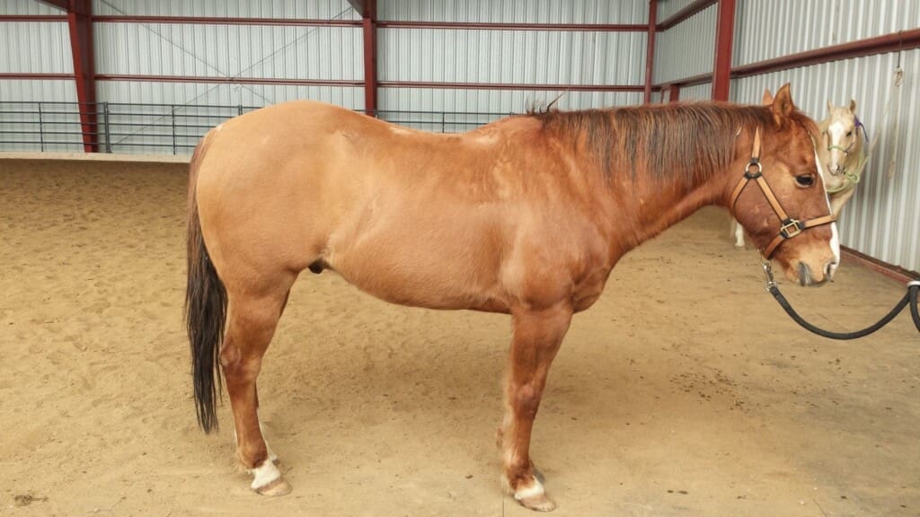 Bridge Pad | Julie Goodnight Shop